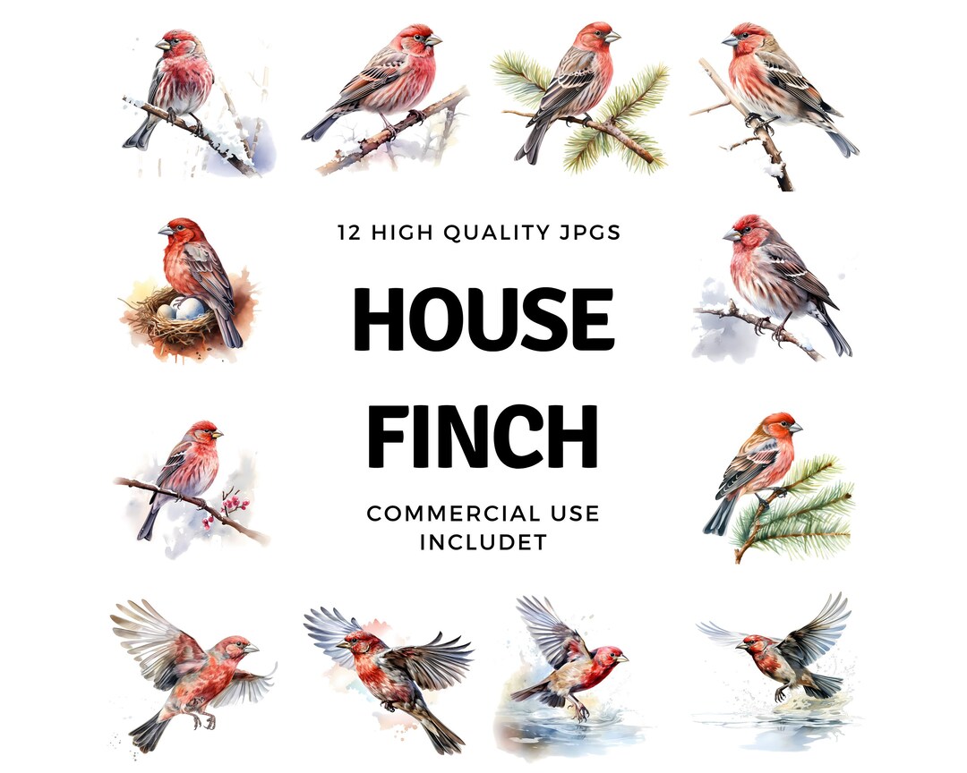 House Finch Clipart: Watercolor Illustrations of House Finch, In-flight ...