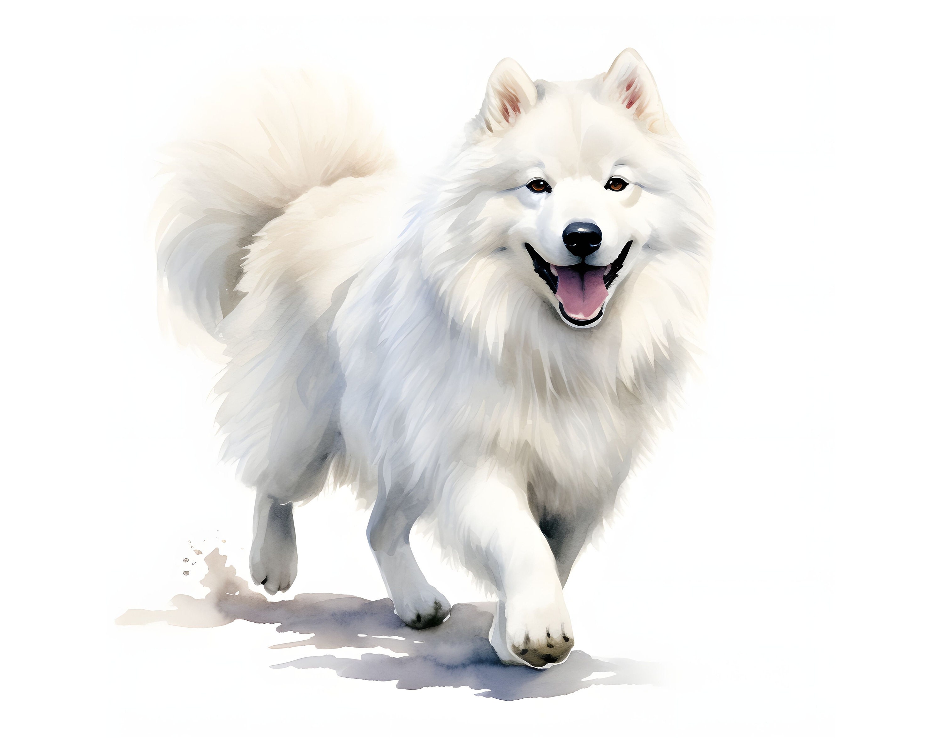 Samoyed Dog Clipart 12 High Quality Jpgs Instant Download Card Making ...