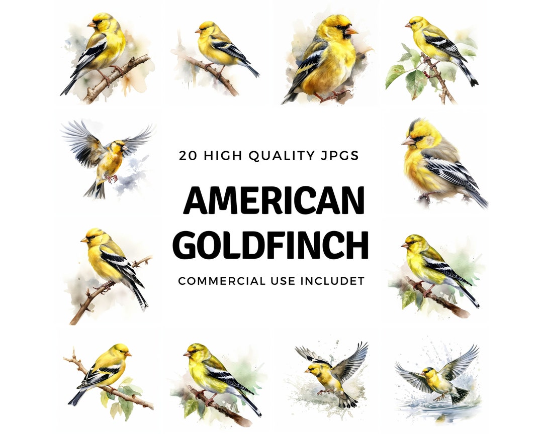 American Goldfinch Sitting on a Branch Watercolor Painting of a ...
