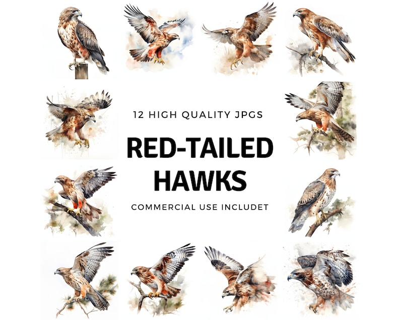 Red-tailed Hawk Clipart 12 High Quality Jpgs Instant Download Card ...