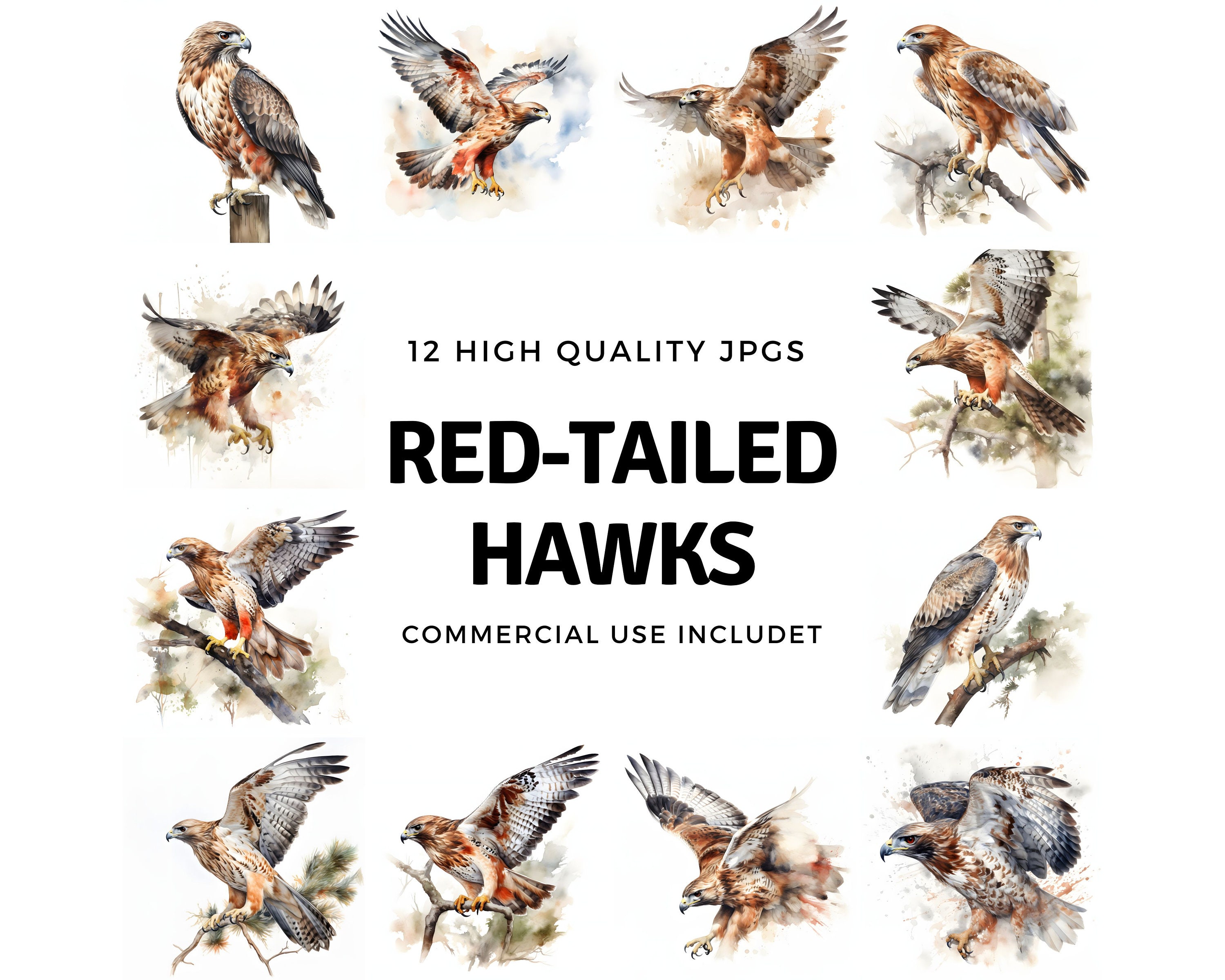 Red-tailed Hawk Clipart 12 High Quality Jpgs Instant - Etsy