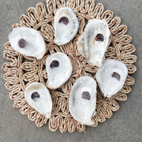 Flat Large Shells - Etsy