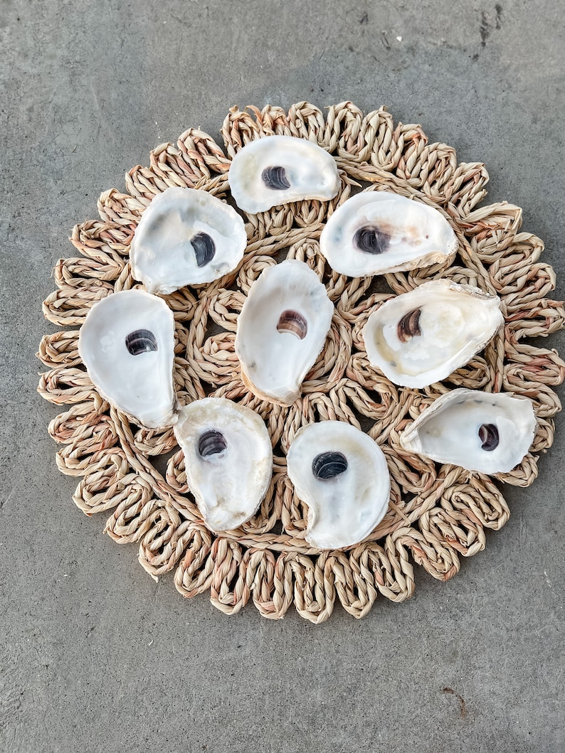 Oyster Shells Large 34 Bulk Crafts Ornaments - Etsy