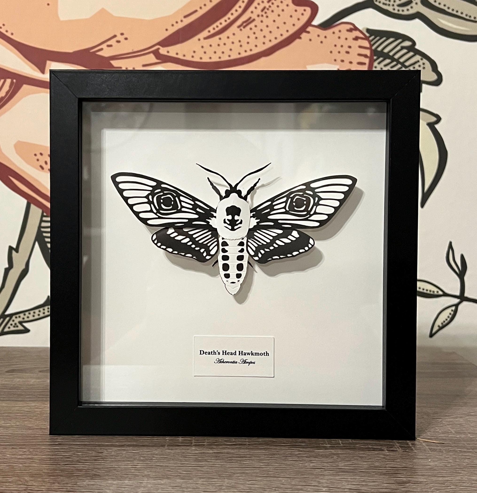 Death’s Head Hawkmoth // 8