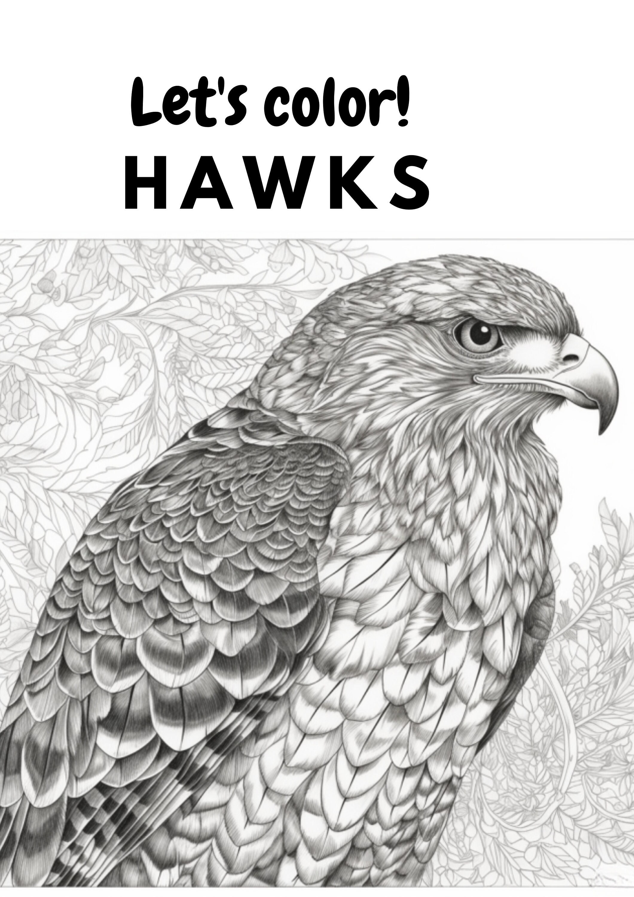 10 Hawk Coloring Pages Majestic Hawks Coloring Pages Printable Bird ...