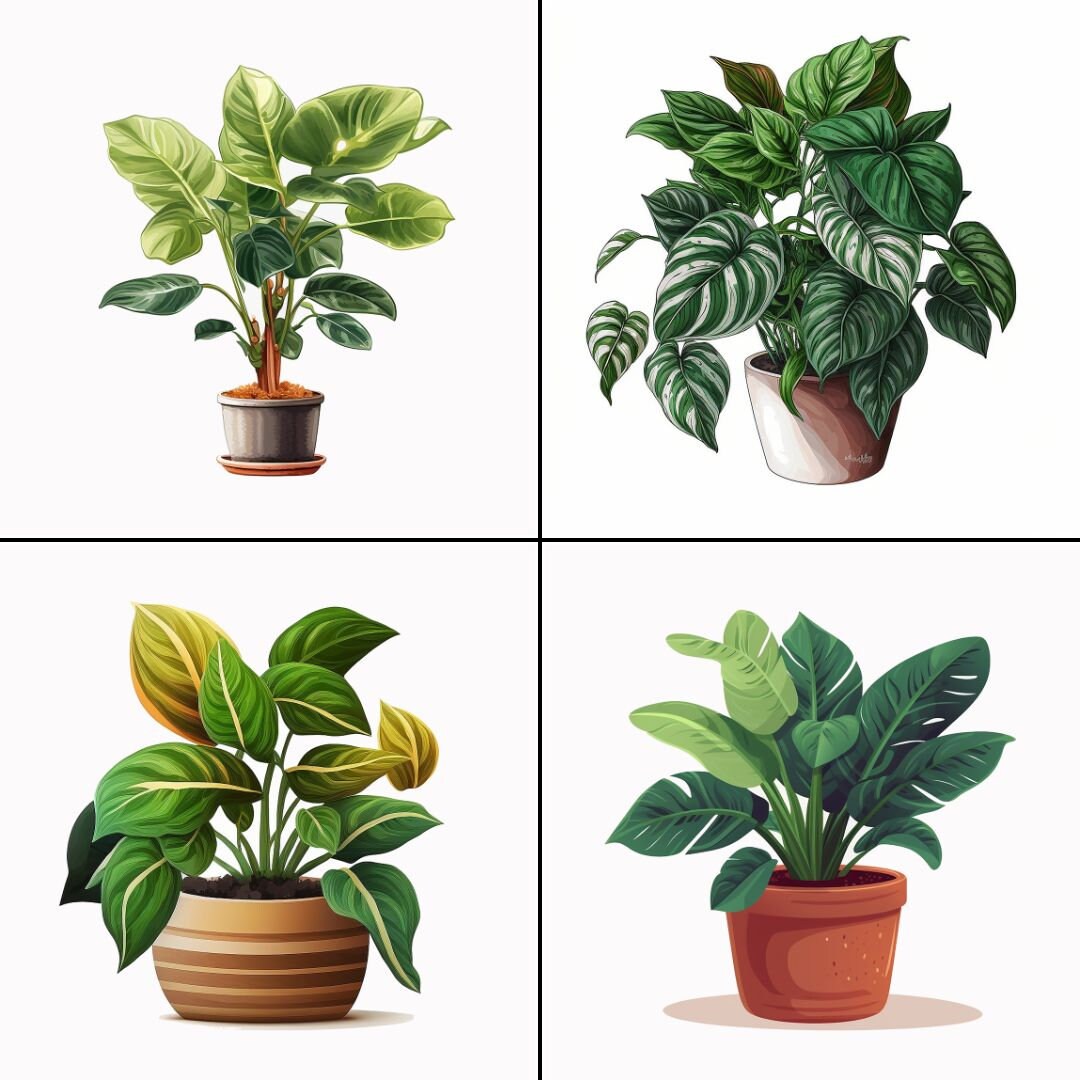 House Plant Clip Art Png X 20 Botanical Digital Potted Plant Art Bundle ...