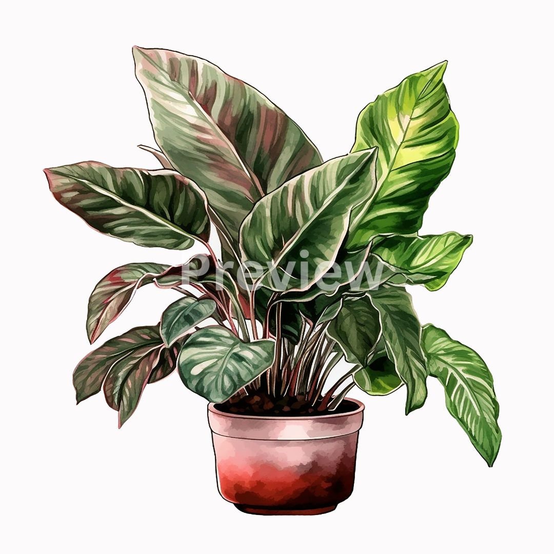 House Plant Clip Art Png X 20 Botanical Digital Potted Plant Art Bundle ...