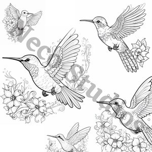20 Hummingbird Coloring Book Pages Black and White Hummingbird Photos ...