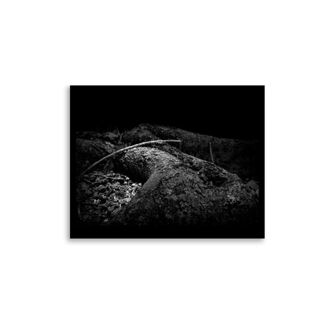 Morton Bay Fig Roots, Photo Paper Poster - Etsy