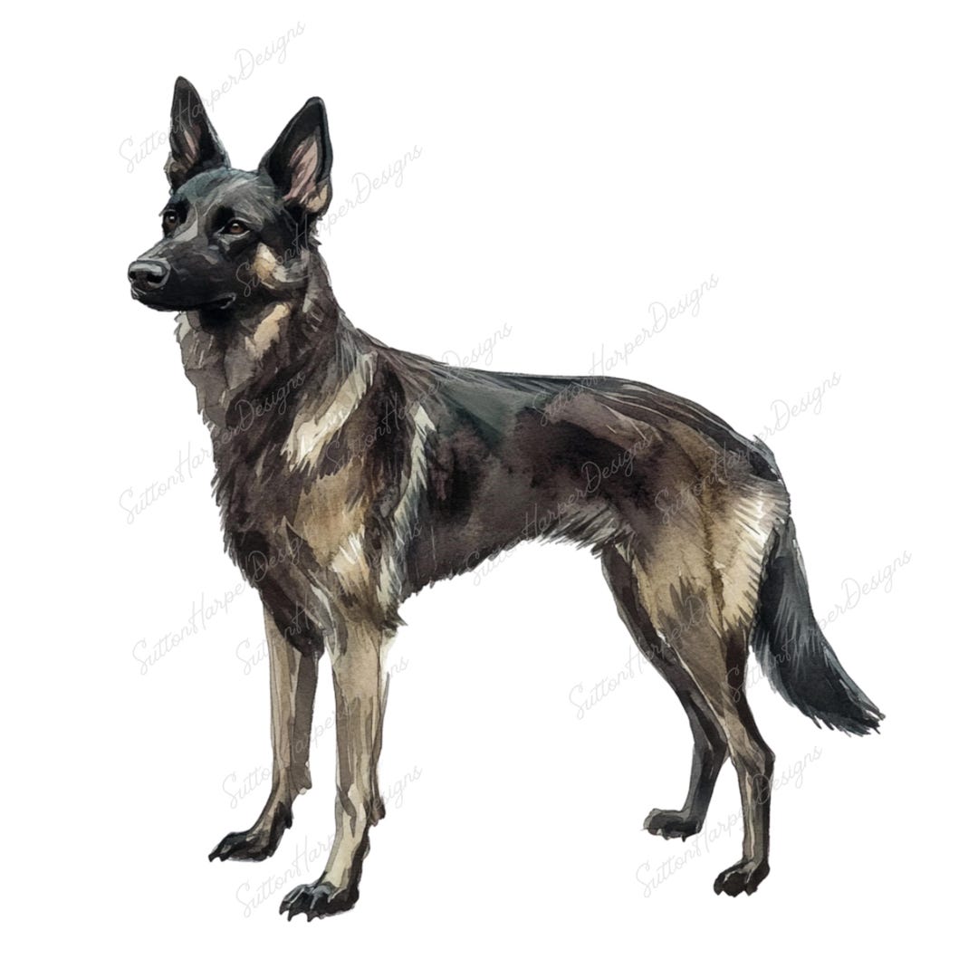 Dutch Shepherd Dog PNG, Dutch Shepherd Clipart, Dutch Shepherd Dog ...