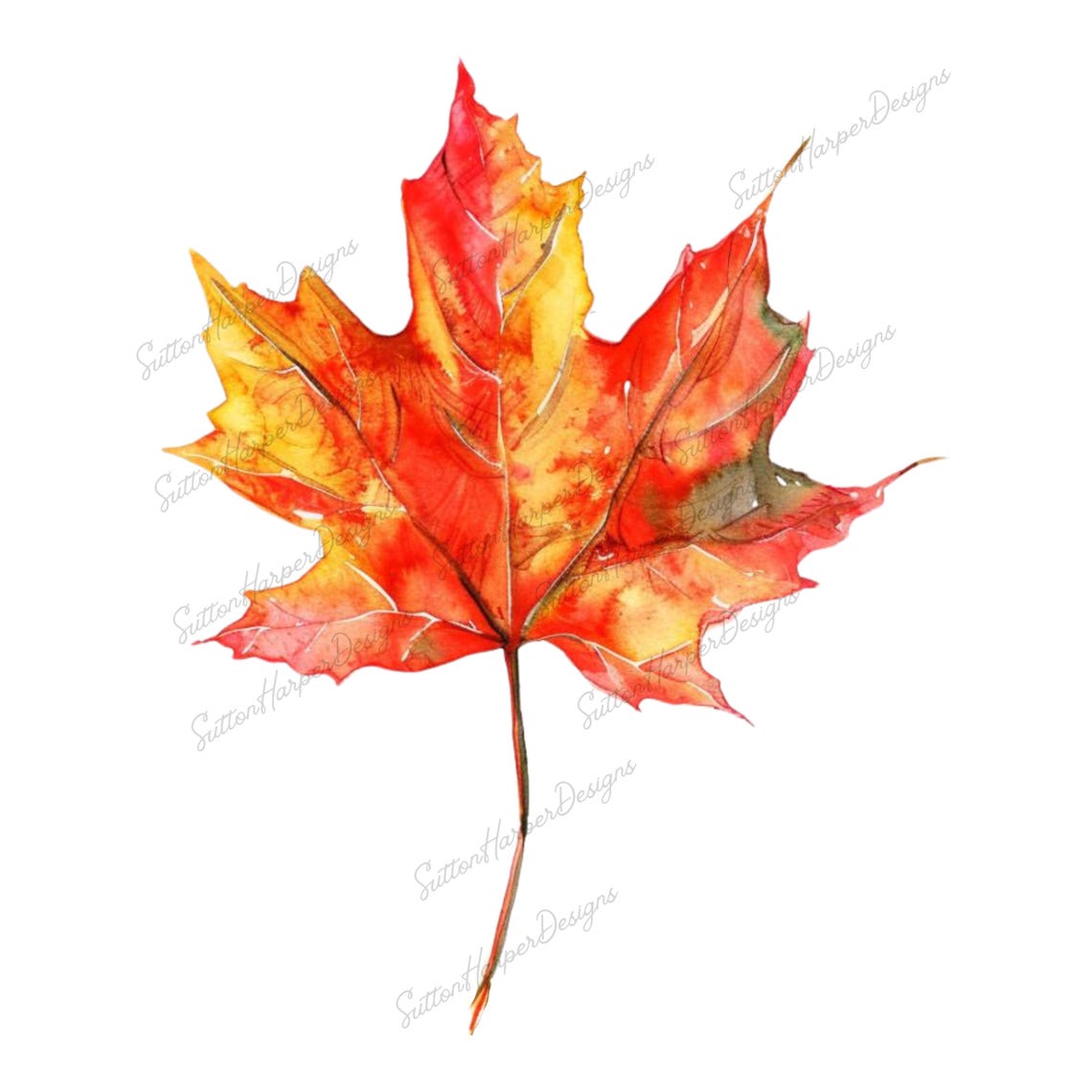 Maple Leaf Illustration Png, Watercolor Maple Leaf Png Design, Fall Png ...
