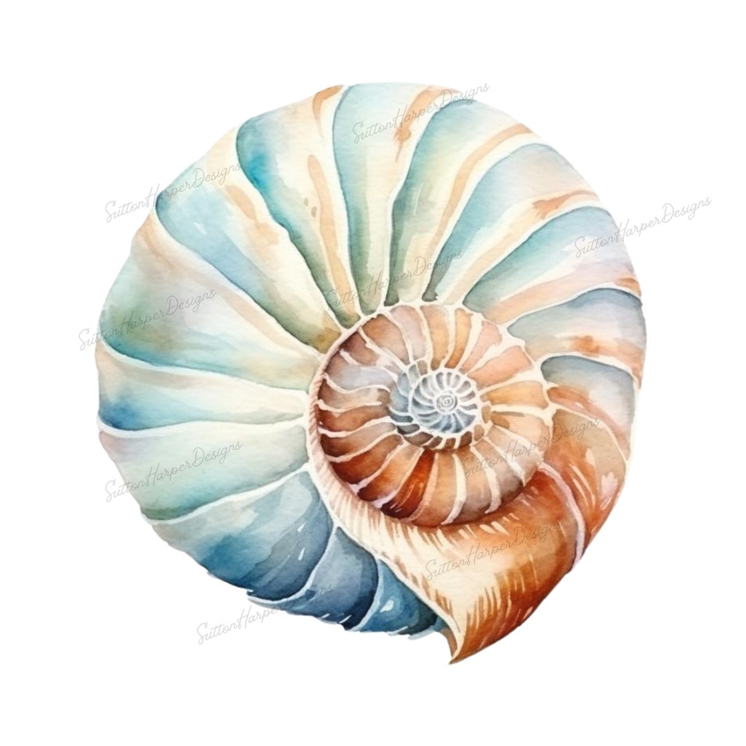 Watercolor Seashell Illustration PNG, Whimsical Watercolor Seashell Png ...