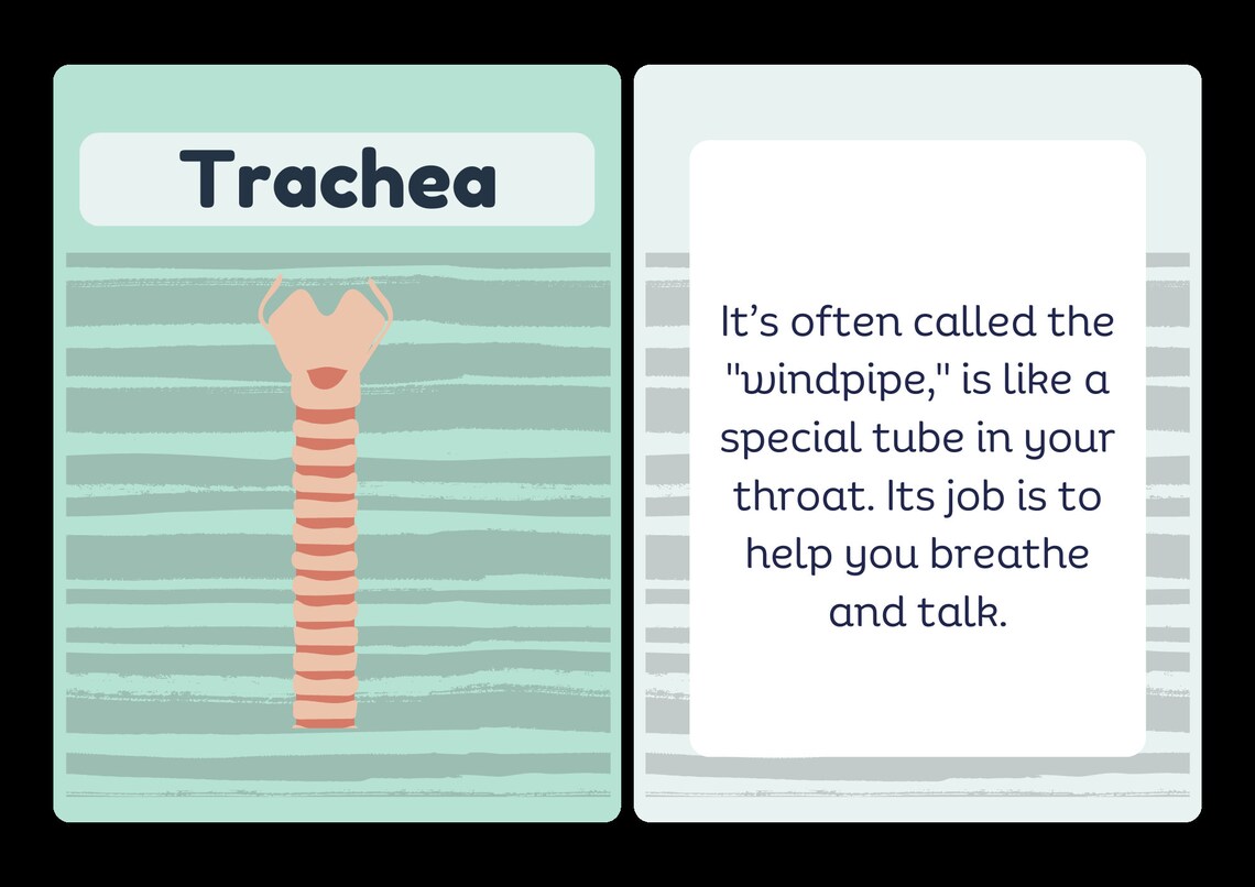 Respiratory System Flashcards for Students Printable Study Fun and ...