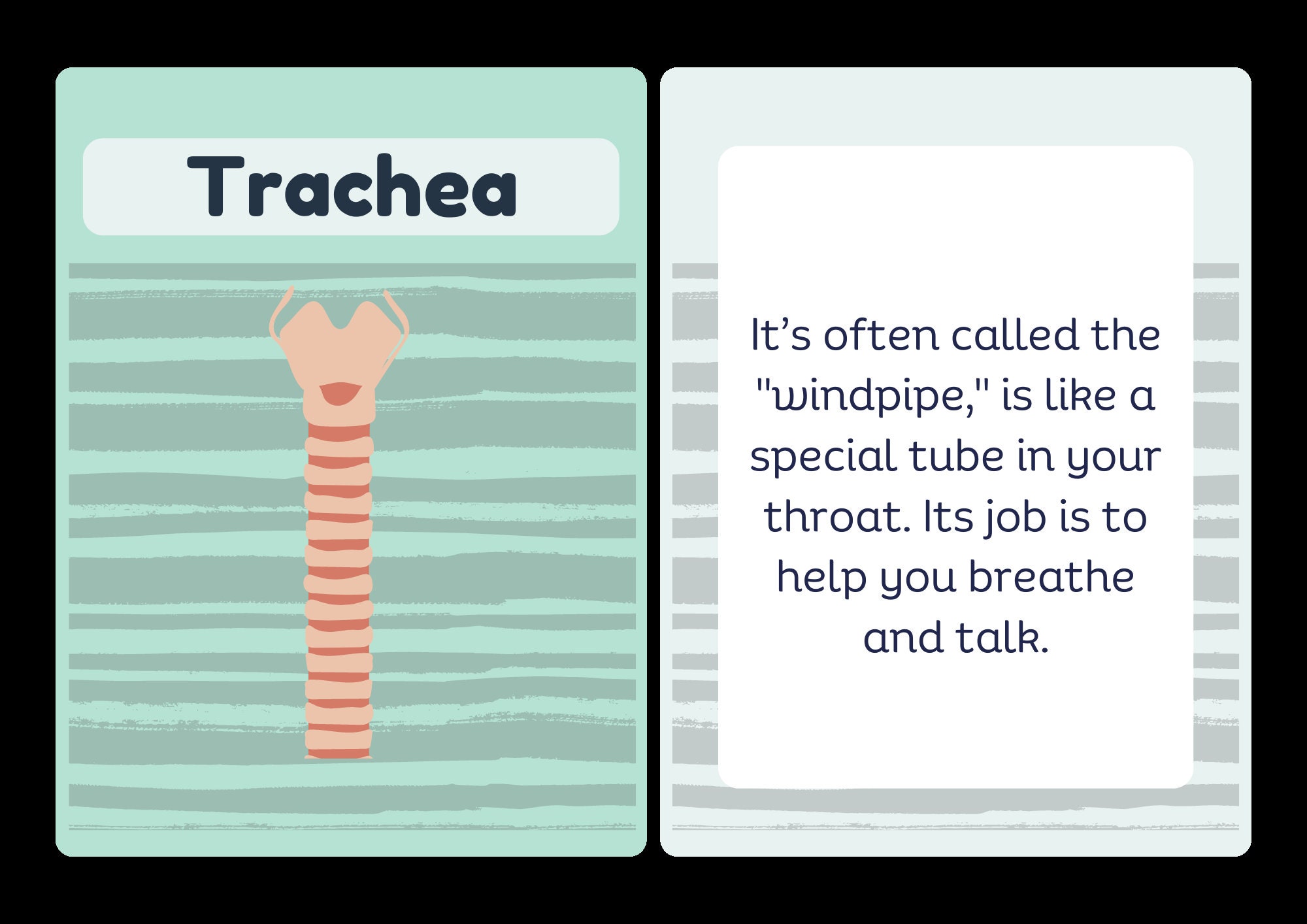 Respiratory System Flashcards for Students | Printable Study Fun and ...