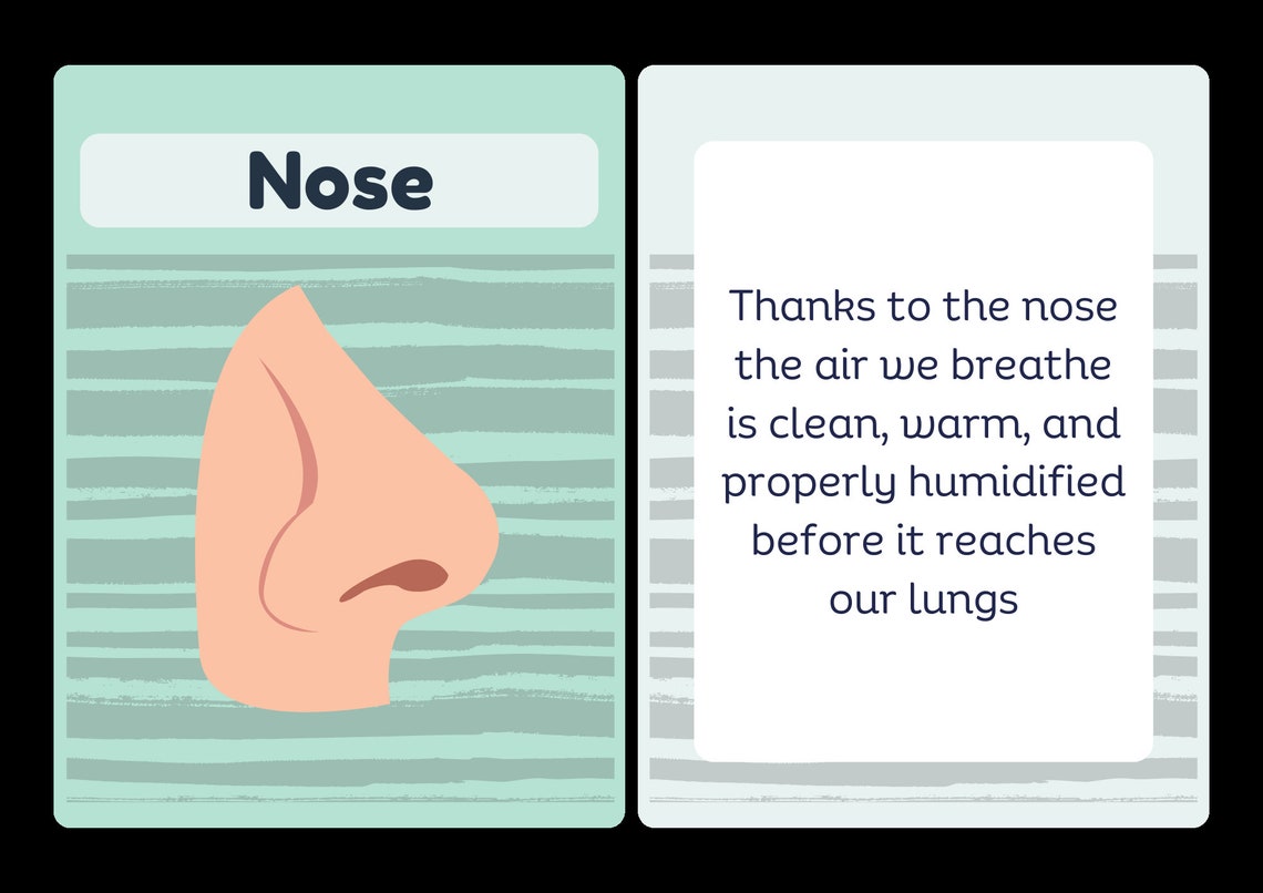 Respiratory System Flashcards for Students | Printable Study Fun and ...