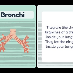 Respiratory System Flashcards for Students | Printable Fun and ...
