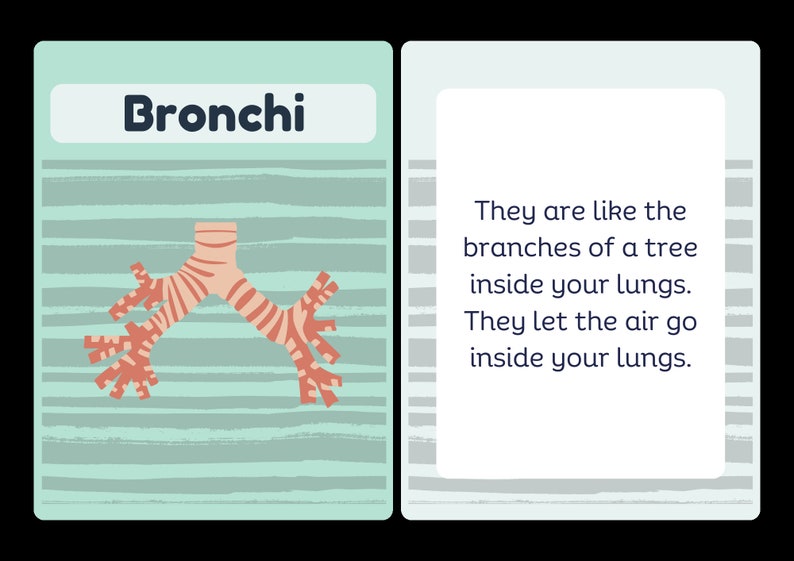 Respiratory System Flashcards for Students | Printable Study Fun and ...