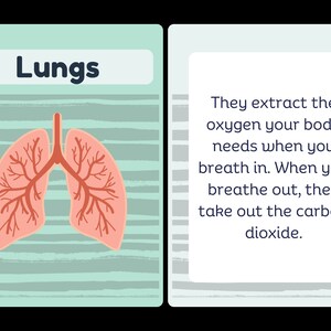 Respiratory System Flashcards for Students | Printable Study Fun and ...