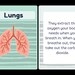 Respiratory System Flashcards for Students | Printable Study Fun and ...