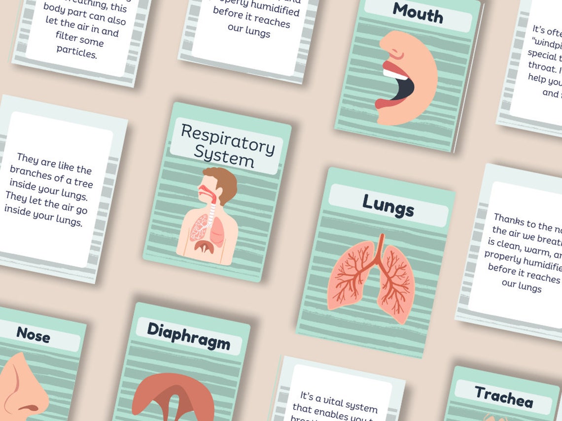Respiratory System Flashcards for Students | Printable Study Fun and ...