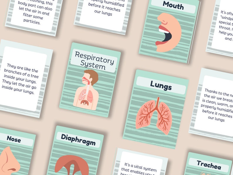 Respiratory System Flashcards for Students | Printable Study Fun and ...