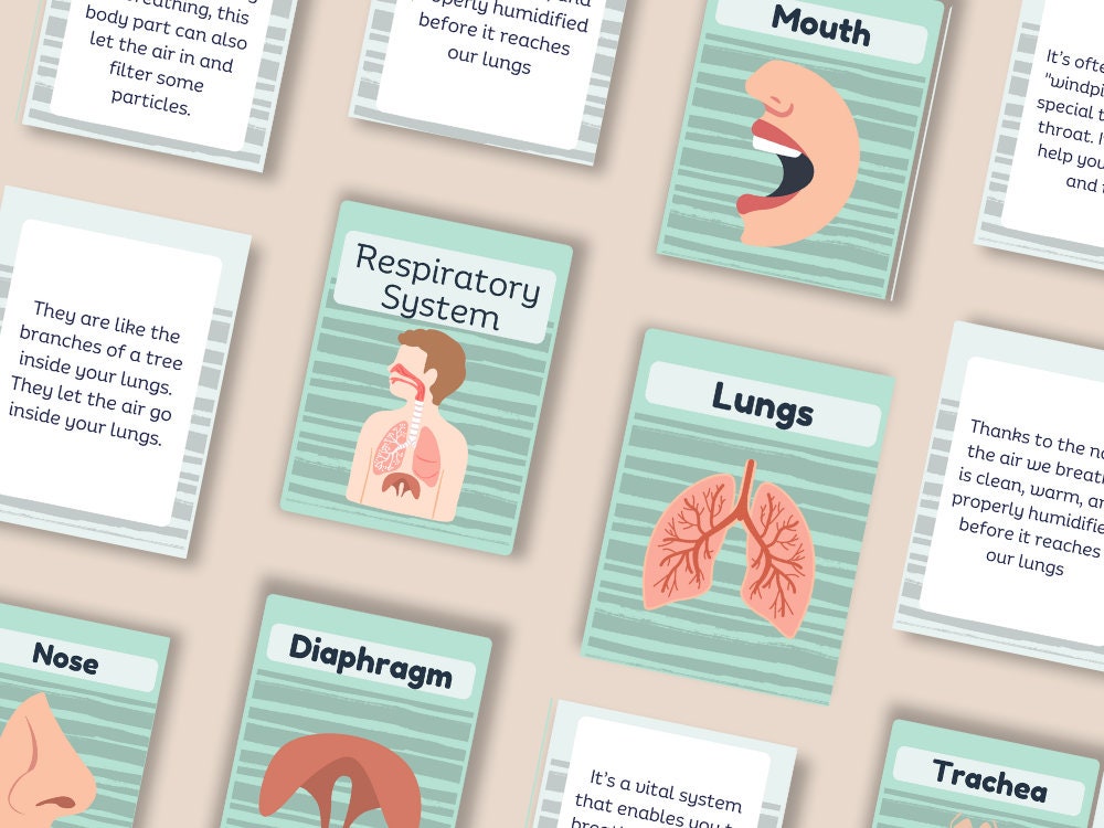 Respiratory System Flashcards for Students | Printable Study Fun and ...