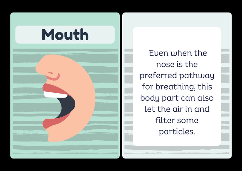 Respiratory System Flashcards for Students | Printable Study Fun and ...