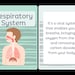 Respiratory System Flashcards for Students | Printable Study Fun and ...