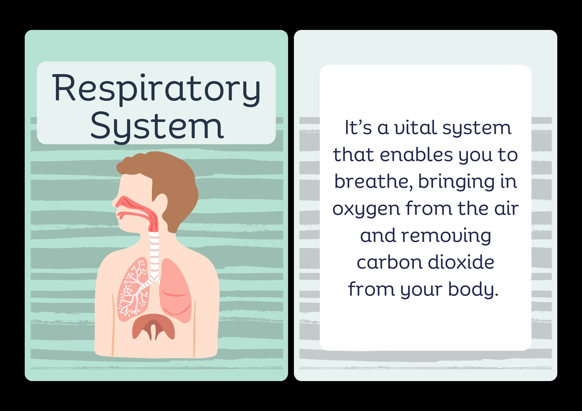 Respiratory System Flashcards for Students | Printable Study Fun and ...