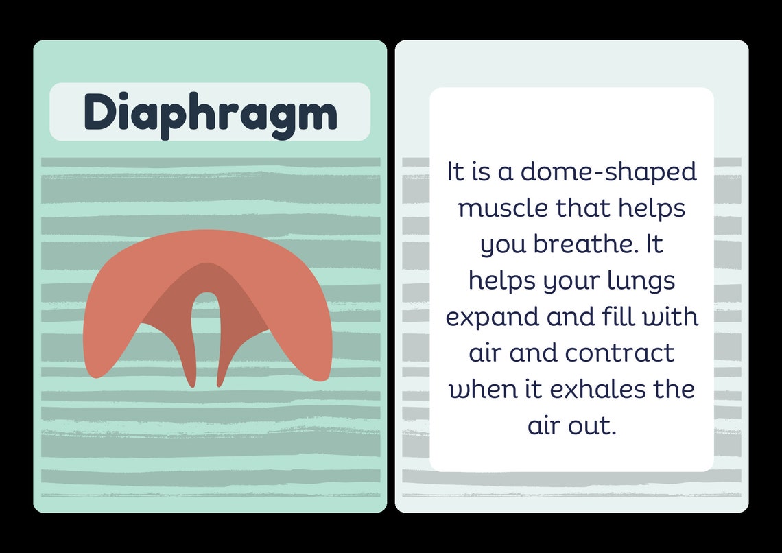 Respiratory System Flashcards for Students Printable Study Fun and ...