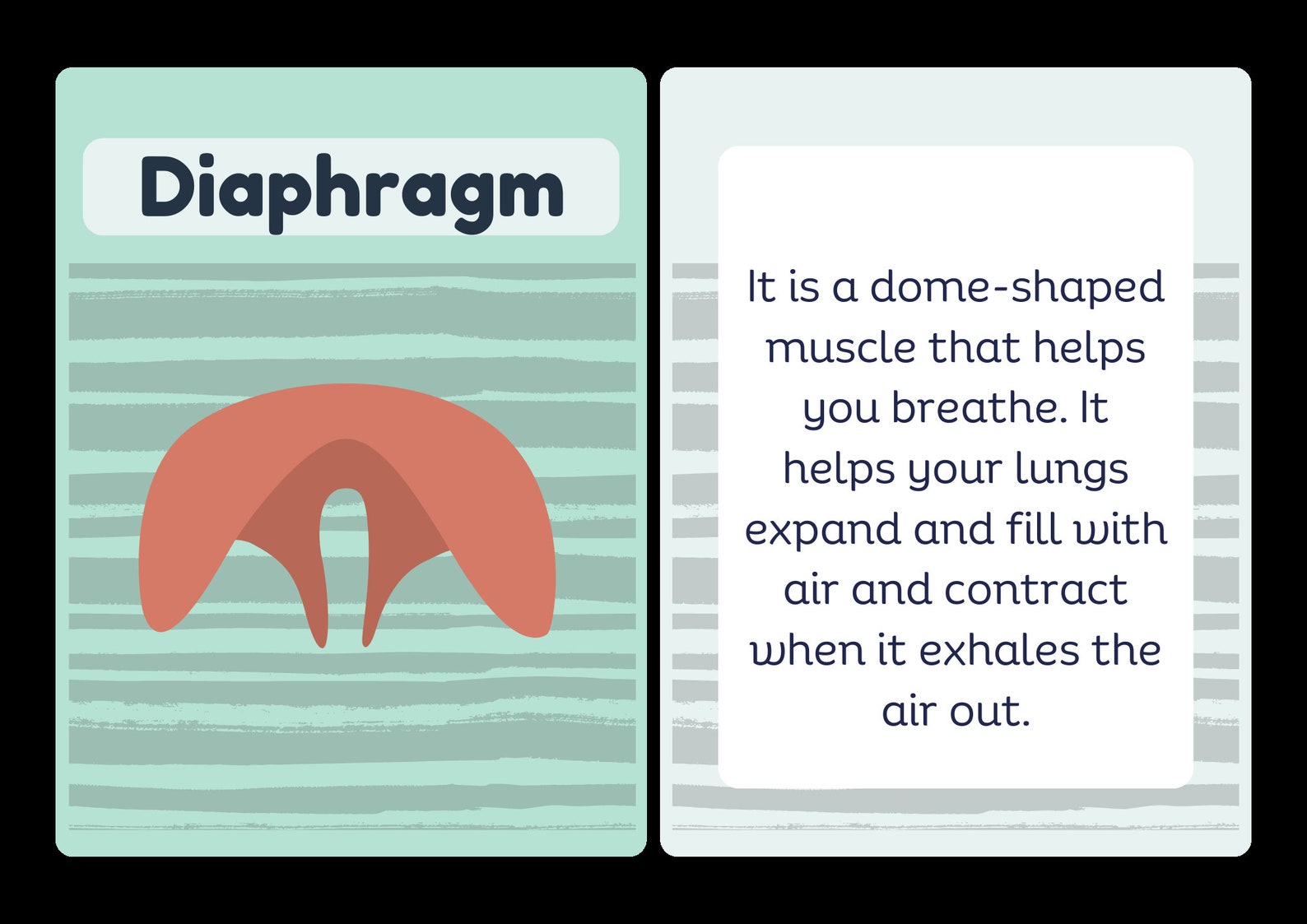 Respiratory System Flashcards for Students | Printable Study Fun and ...