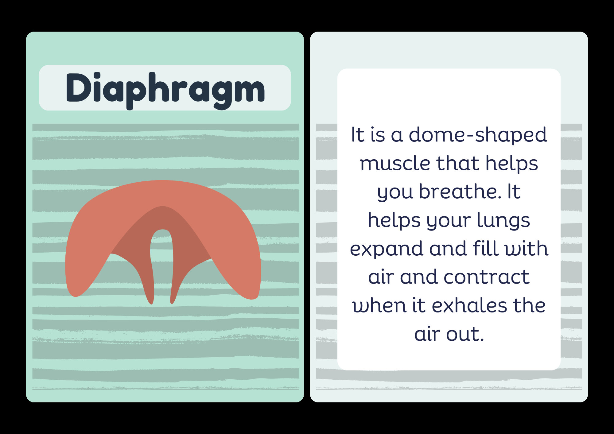 Respiratory System Flashcards for Students | Printable Study Fun and ...