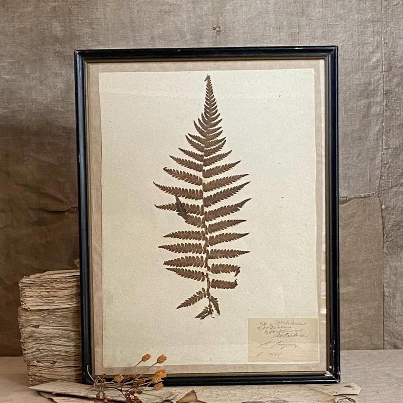 Herbarium Frame - Etsy