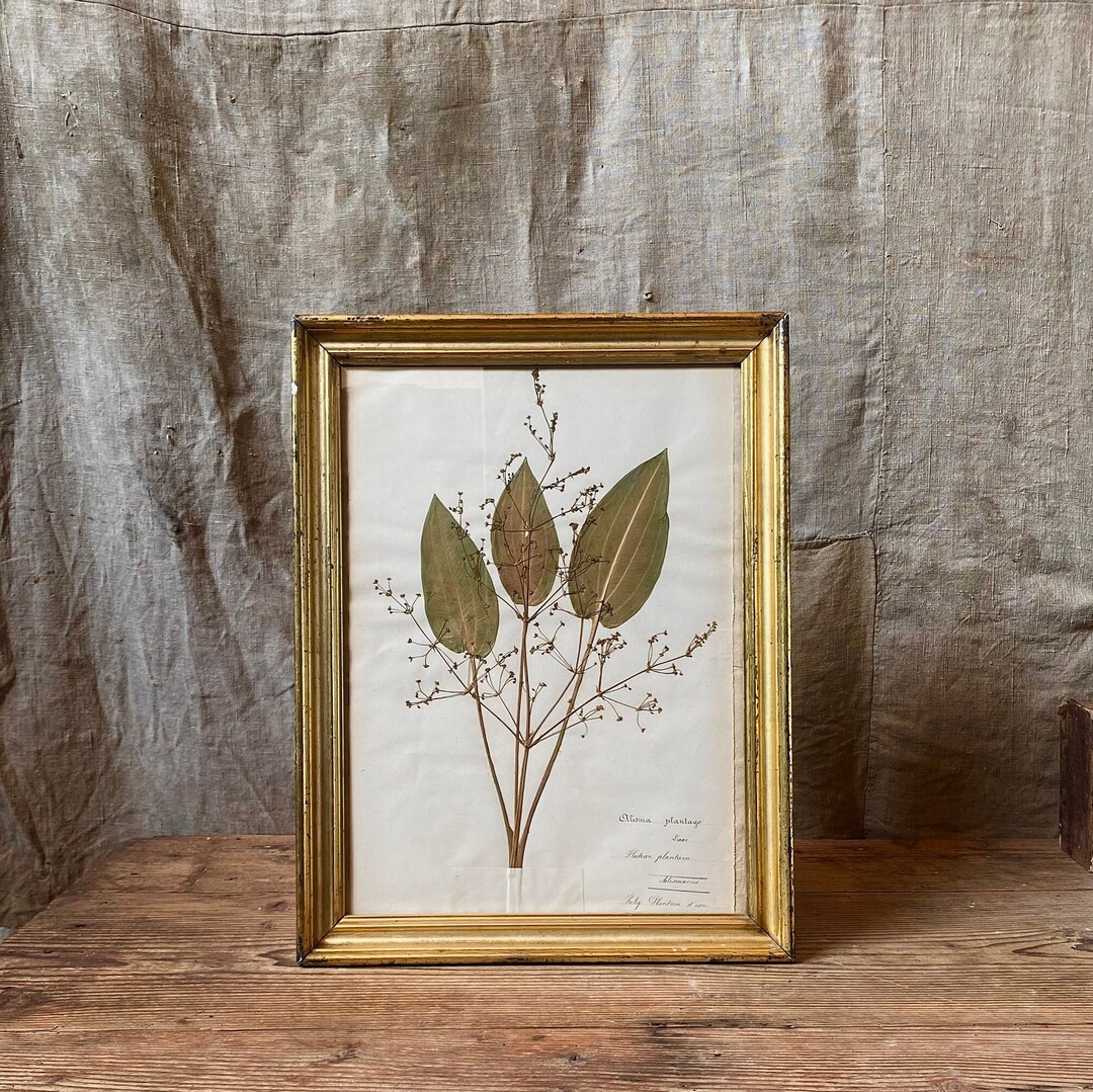 Antique French Magnificent Herbarium Sheet in a Gilt Frame, alisma ...