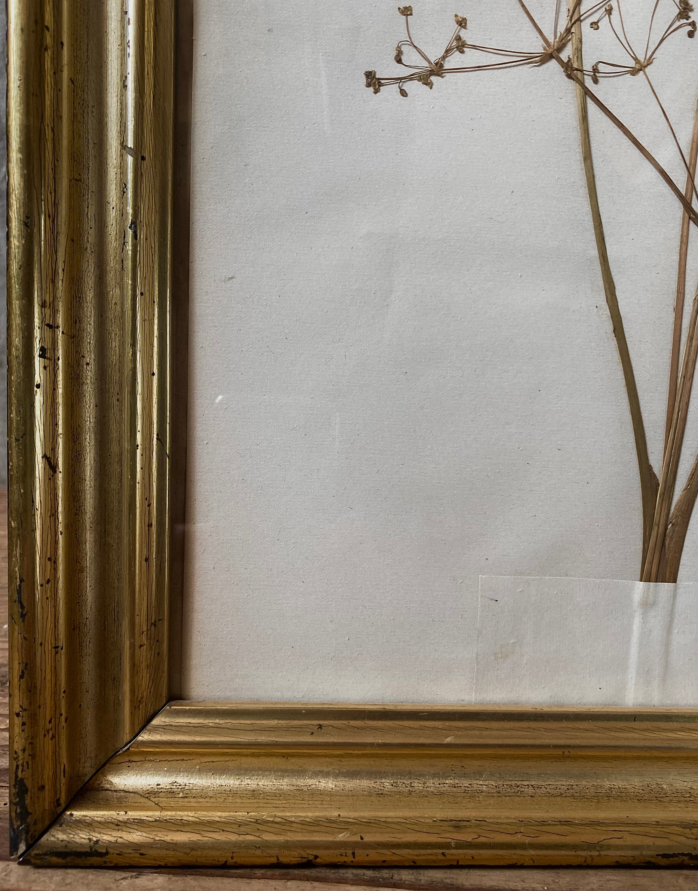 Antique French Magnificent Herbarium Sheet in a Gilt Frame, alisma ...