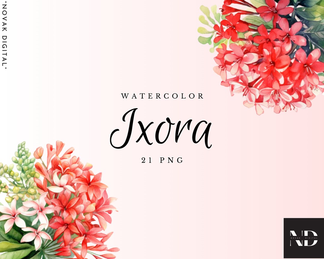 Watercolor Ixora Clipart PNG Set of 21, Ixora Floral Flower Bouquet PNG ...