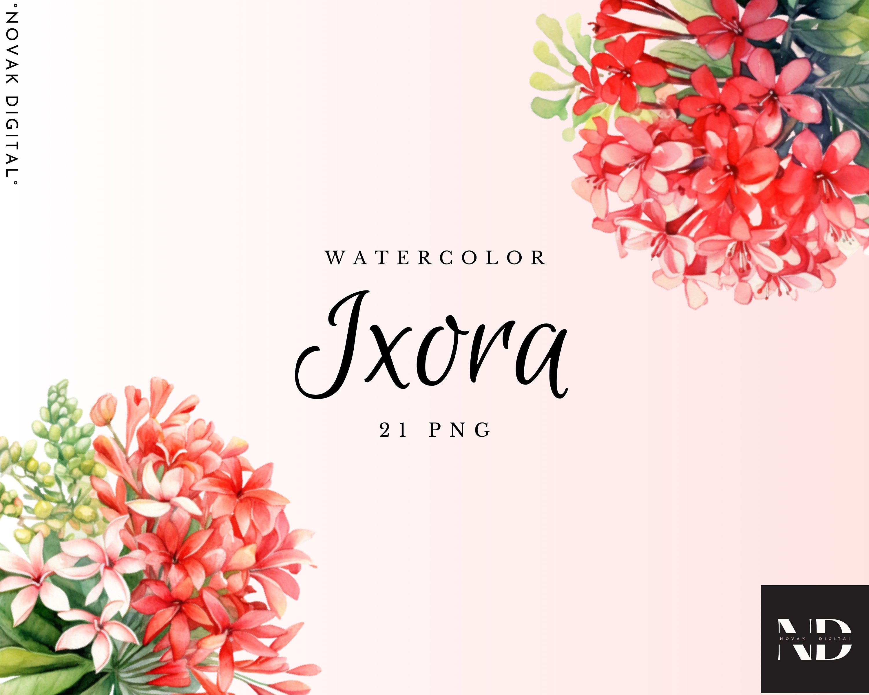 Watercolor Ixora Clipart PNG Set of 21, Ixora Floral Flower Bouquet PNG ...