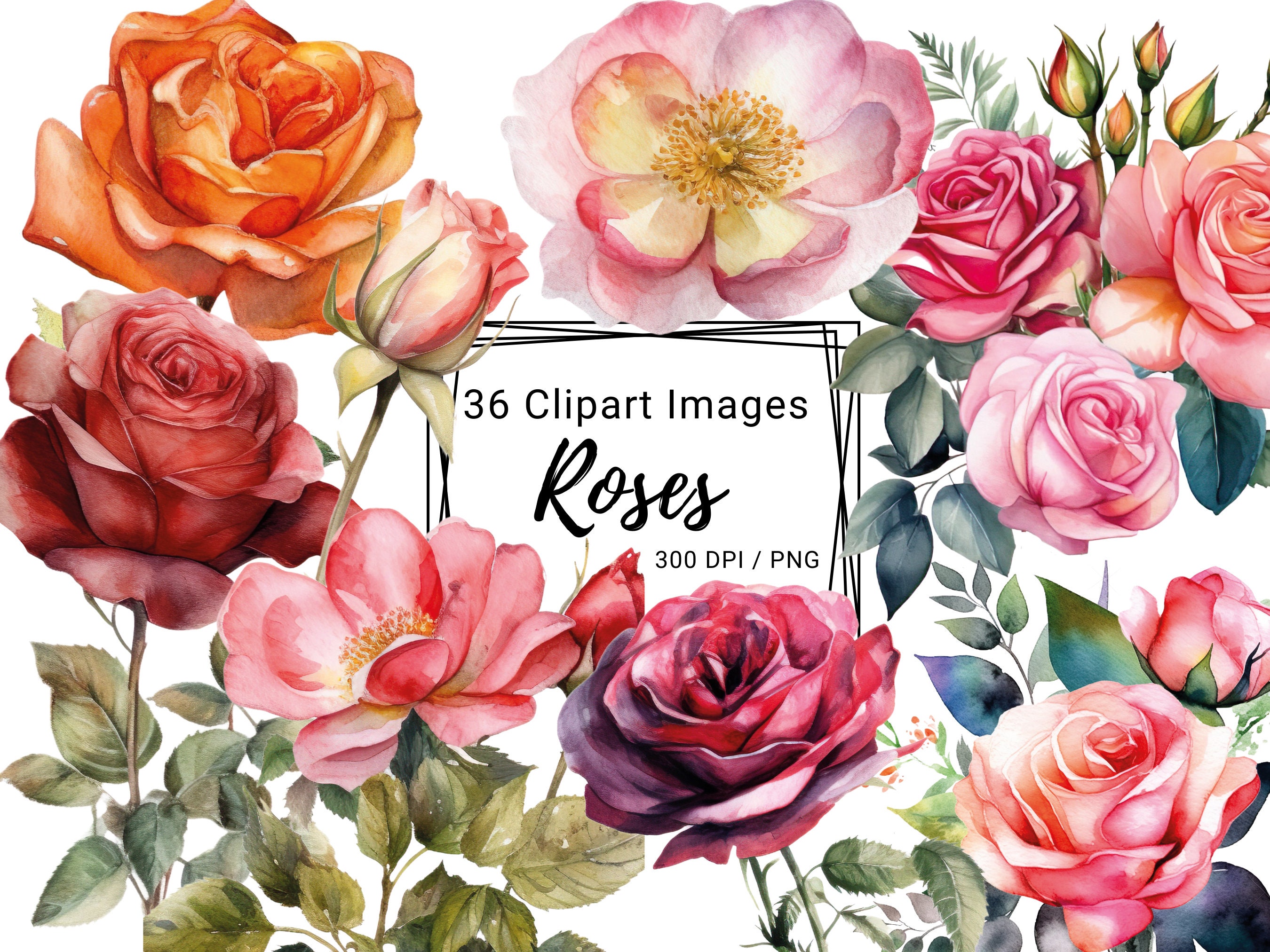 36 Roses Clipart Flowers PNG Watercolor Floral Clipart - Etsy