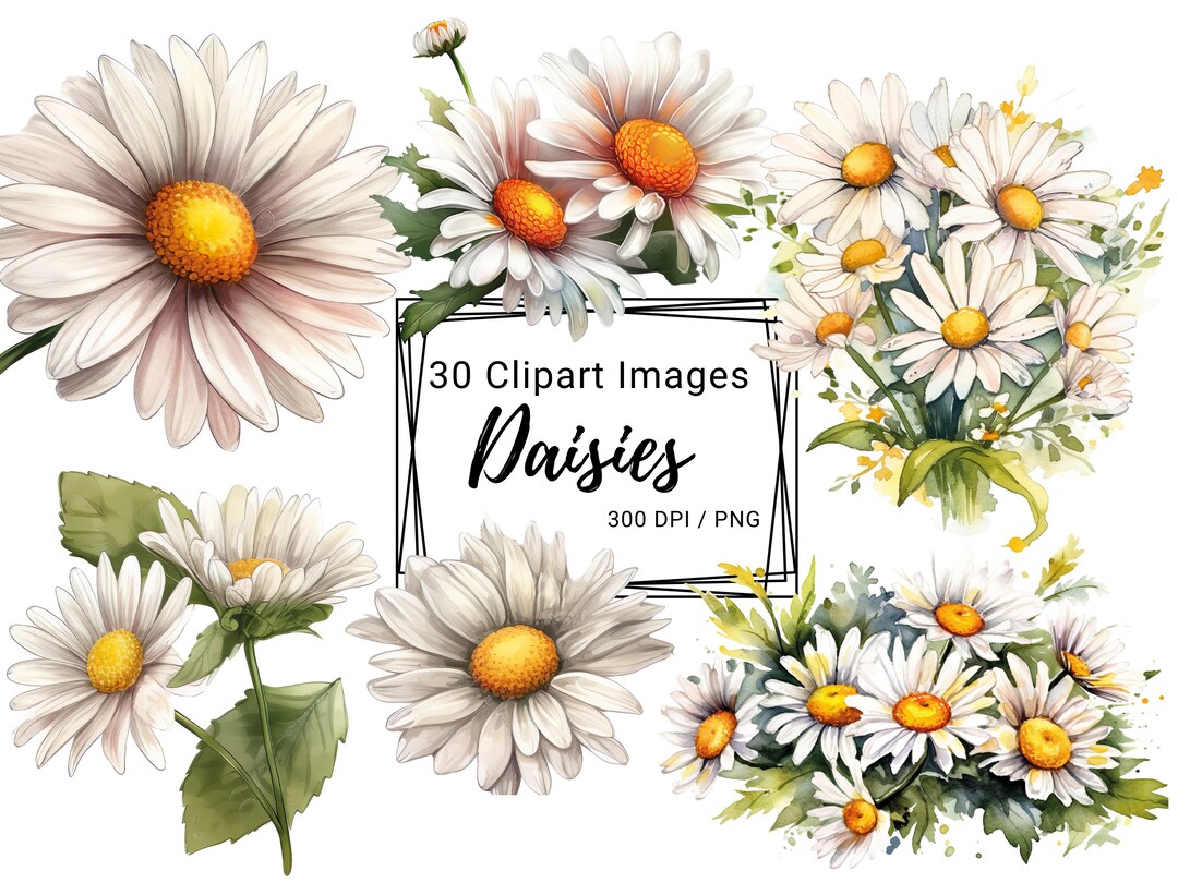 30 Daisies Clipart, Daisy Flowers PNG, Watercolor Floral Clipart ...