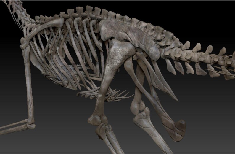 Velociraptor Skeleton - Full 3D Raptor Dinosaur Bones - Etsy