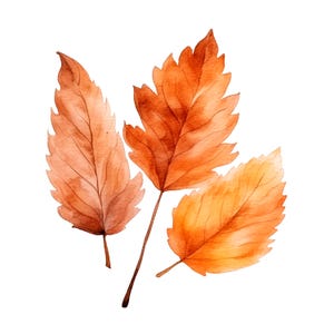 10 PNG Watercolor Fall Leaves Clipart, Autumn Leaves Clipart, Fall Leaf ...