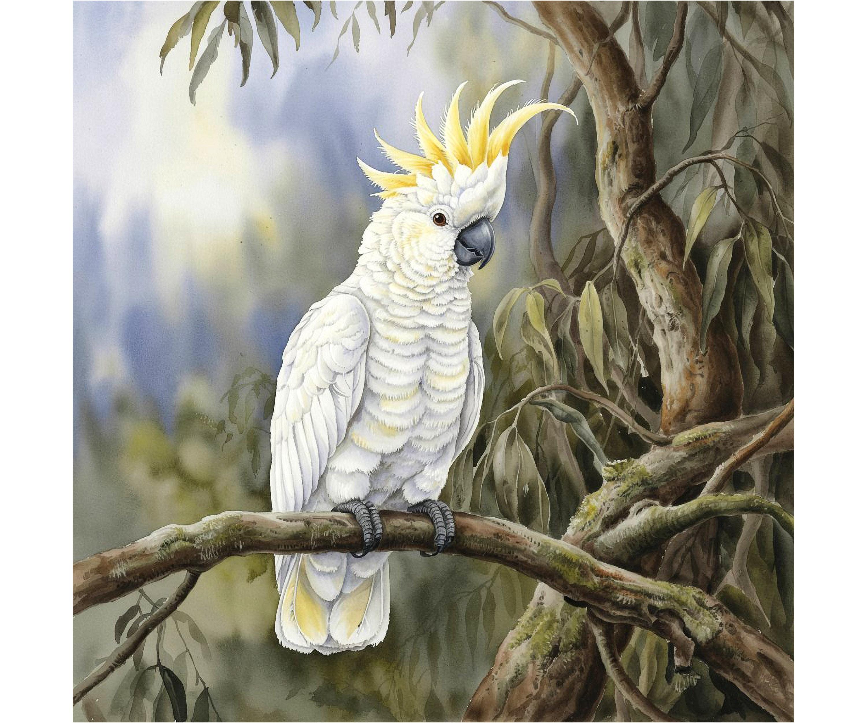 Australian Sulphur-crested Cockatoo | Home Decor | Native Birds ...