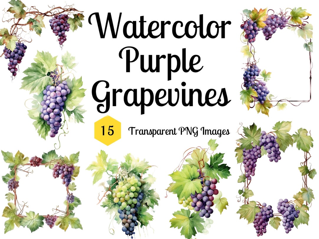 Watercolor Purple Grapevines Clipart - Grapevine Bouquets, Frames, and ...