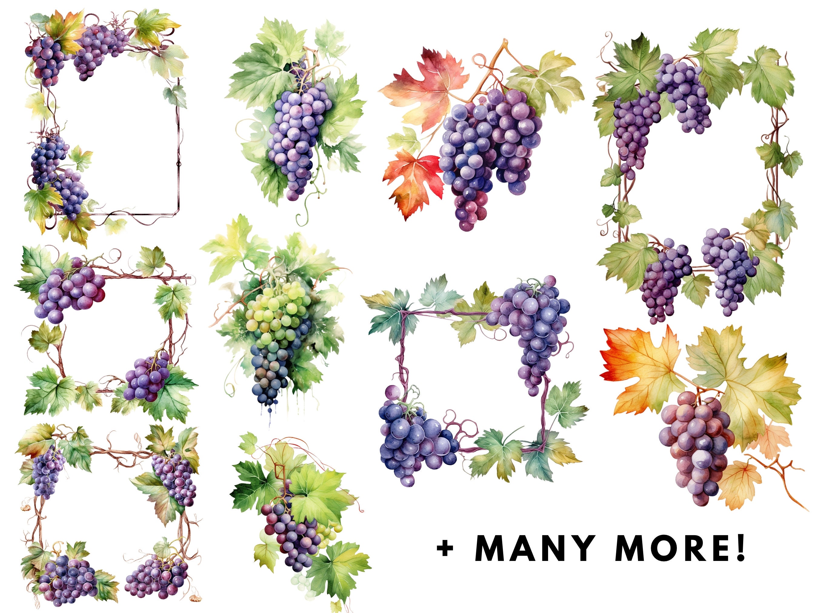 Watercolor Grapevine Clipart Pack - Purple and Green Bouquets, Frames ...