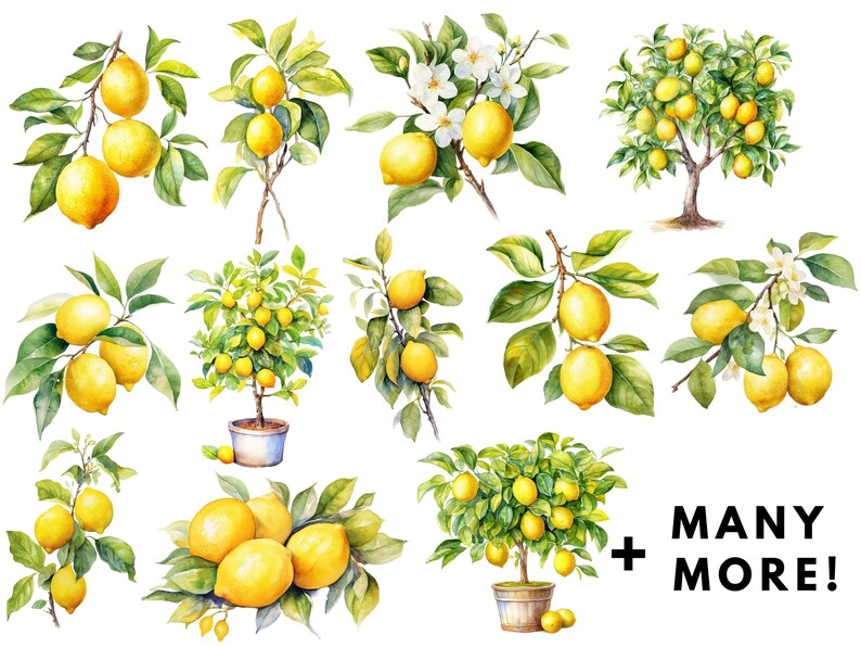 Watercolor Lemon Clipart Mega Pack Lemon Branches and Lemonade Art ...