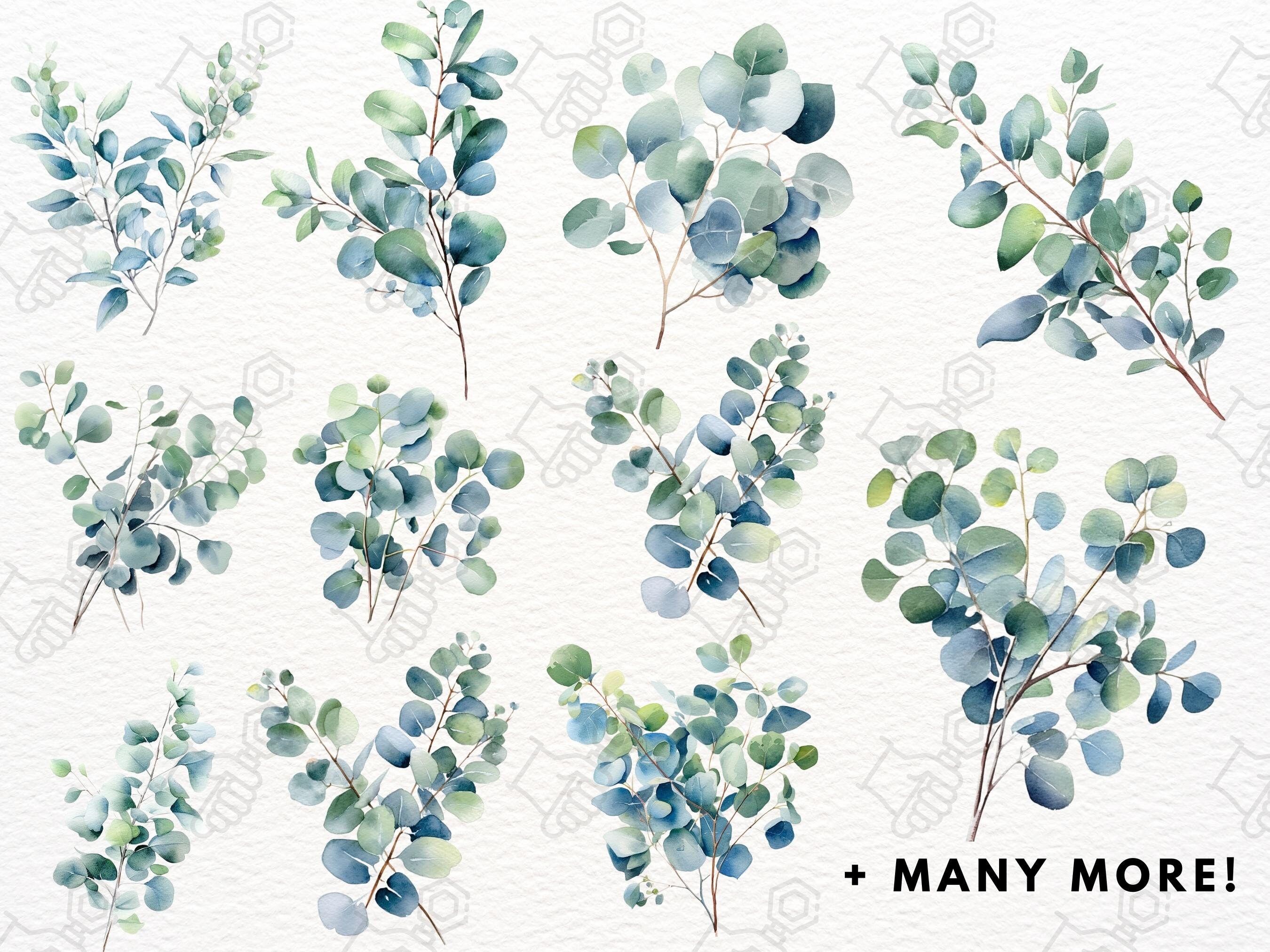 Watercolor Eucalyptus Branches Clipart Green and Blue Eucalyptus Leaves ...