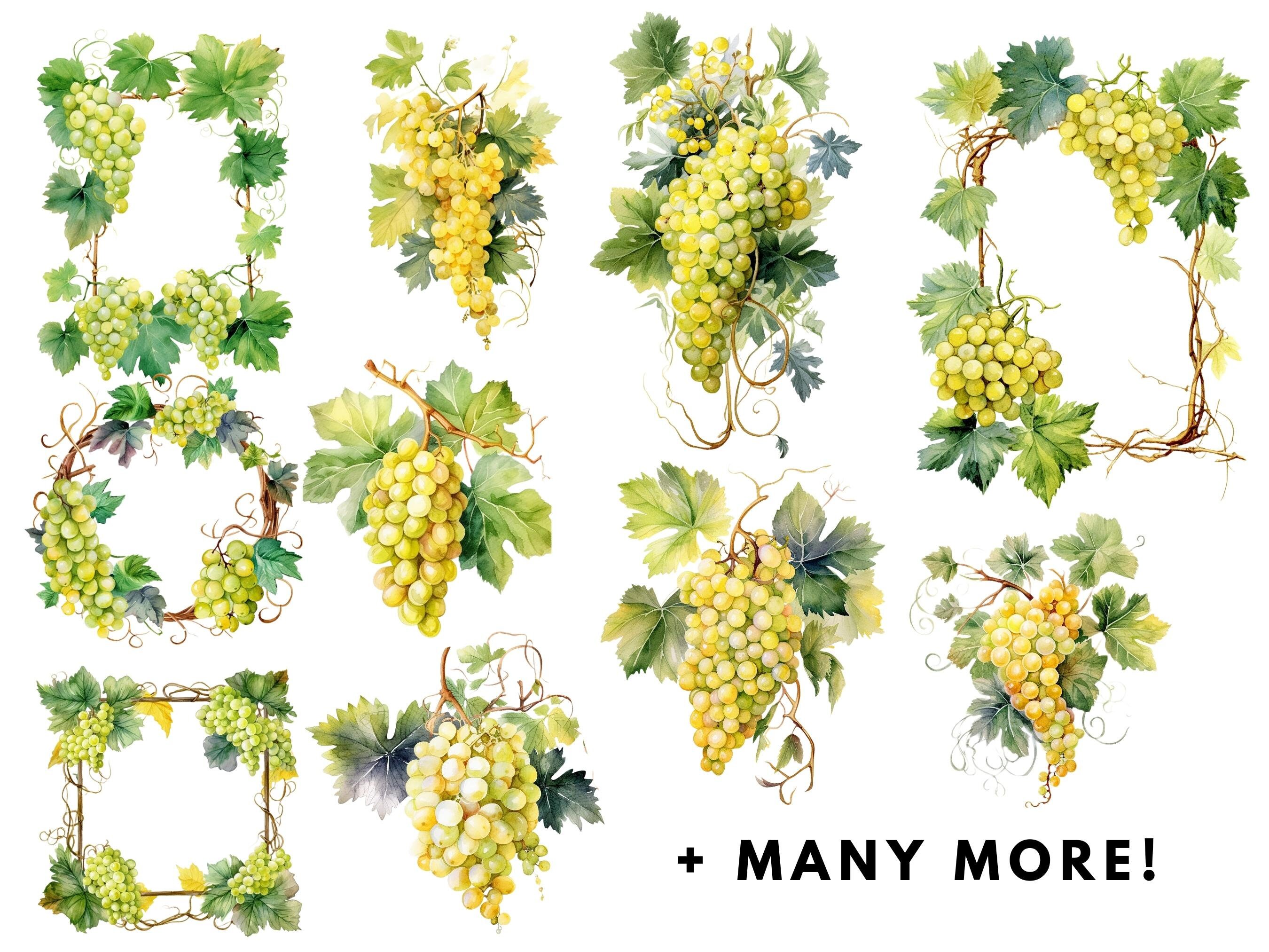 Watercolor Green Grapevines Clipart - Grapevine Bouquets, Frames, and ...