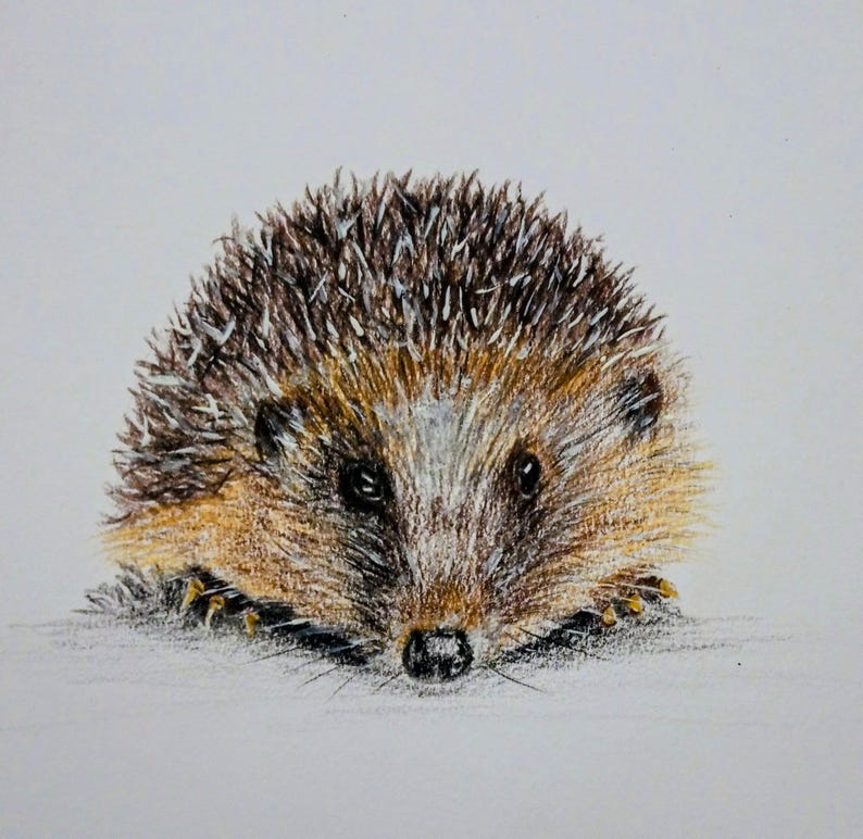 Hedgehog Watercolour Print Wildlife Countryside Woodland - Etsy