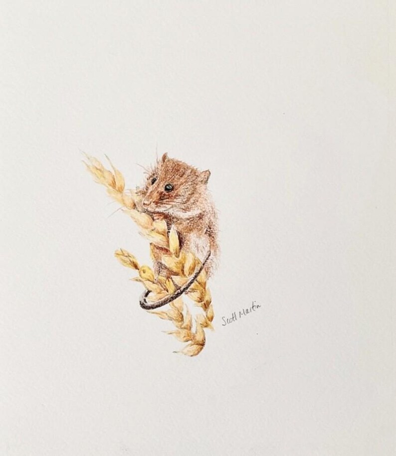 Harvest Mouse Watercolour Print Wildlife Countryside Woodland - Etsy