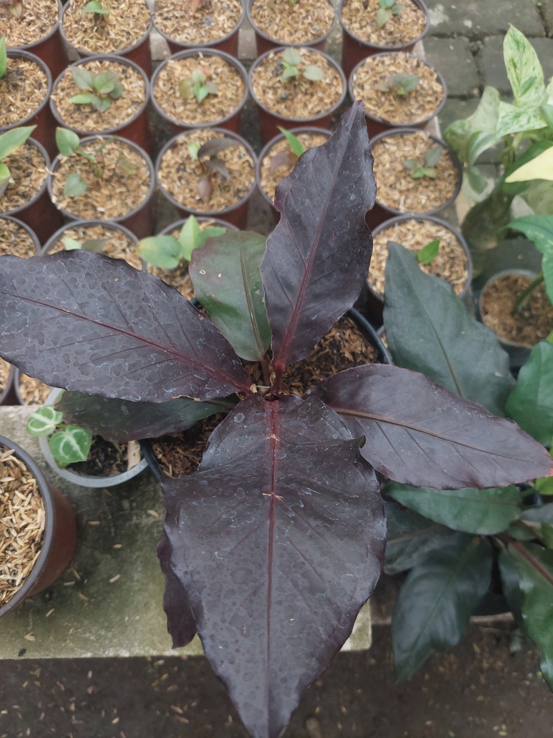 Anthurium Hookery Sweta Black Include Pythosanitary - Etsy